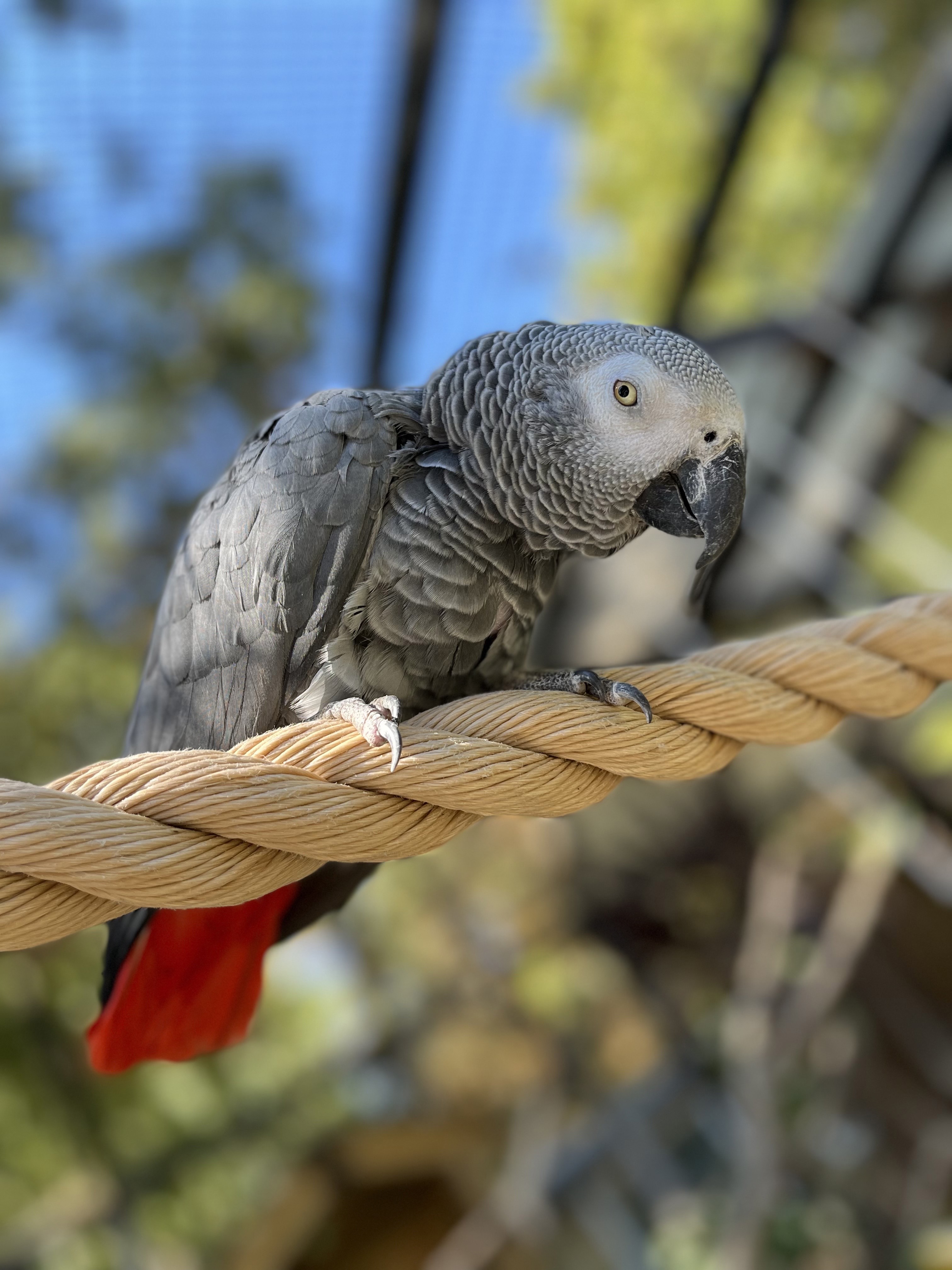 Feathered Friends Take Centre Stage for World Parrot Day at Battersea ...