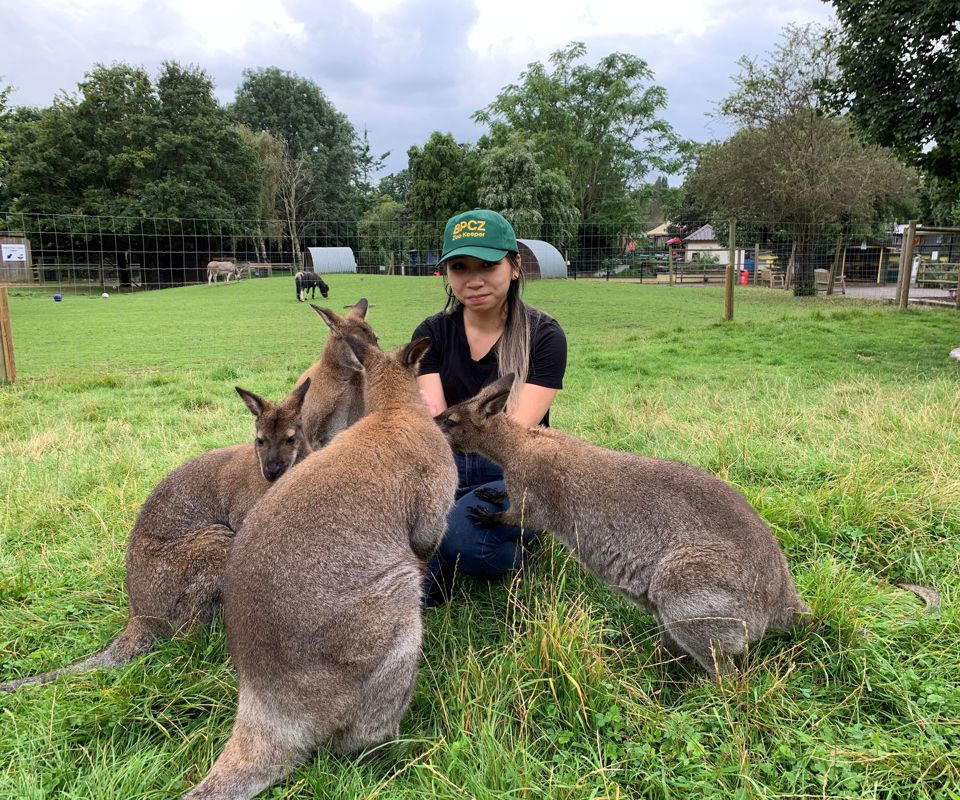 Zookeeper animal experiences at Battersea Park Zoo in London