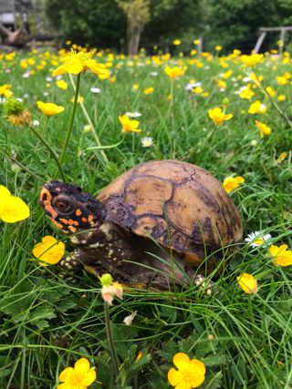 Three Toed Box Turtle