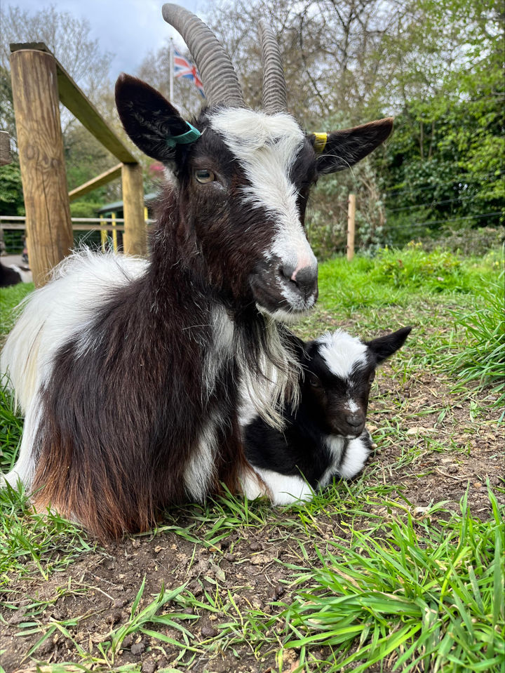 Battersea Park Children's Zoo Celebrates Successful Birthing Season for ...