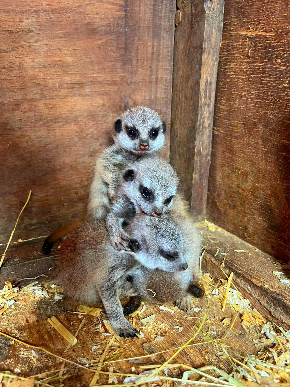 Meerkats keeper talk