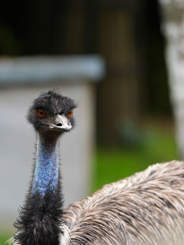 Emu