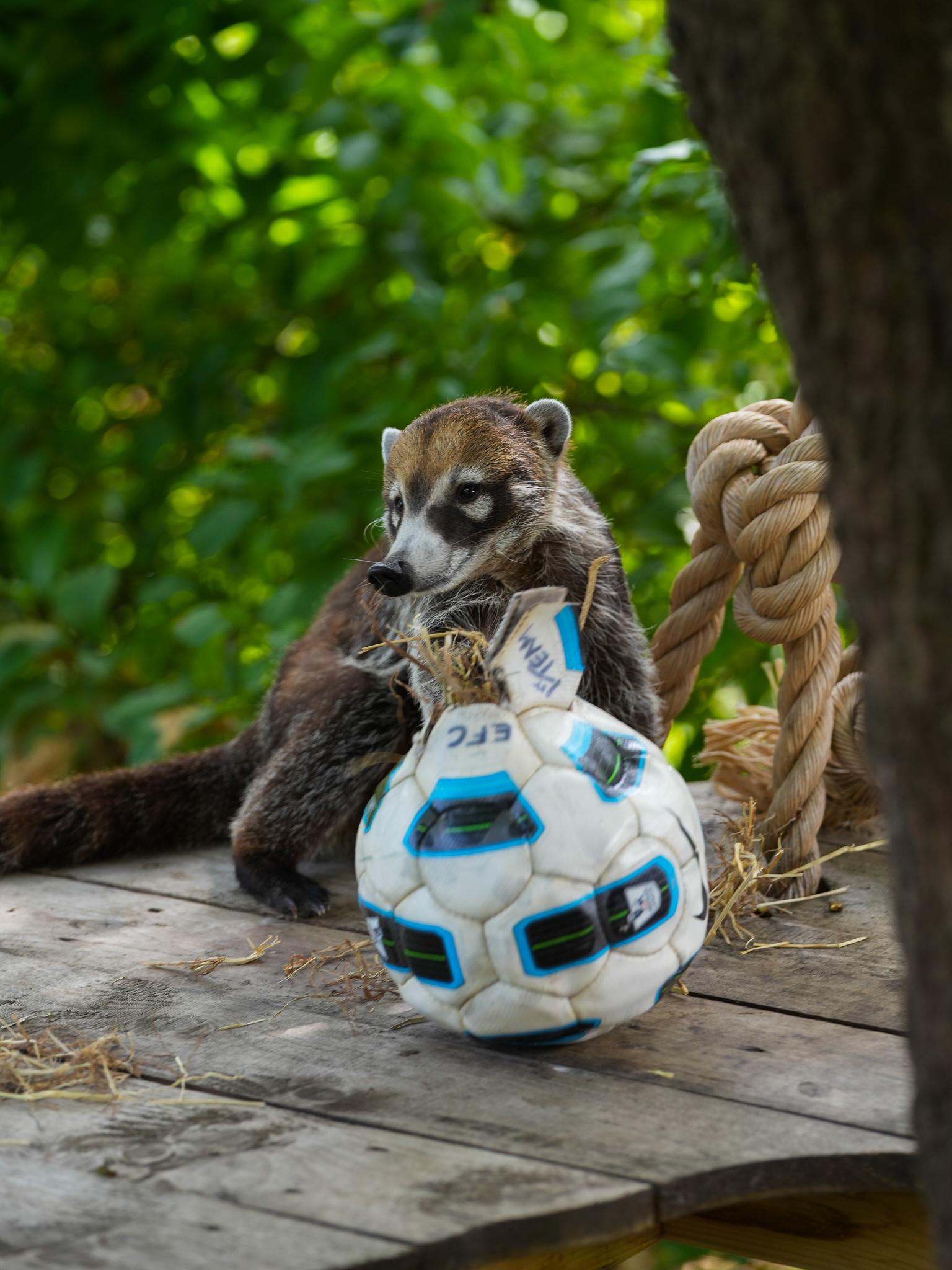 Wildly Fun Animal Birthday Parties at Battersea Park Children's Zoo