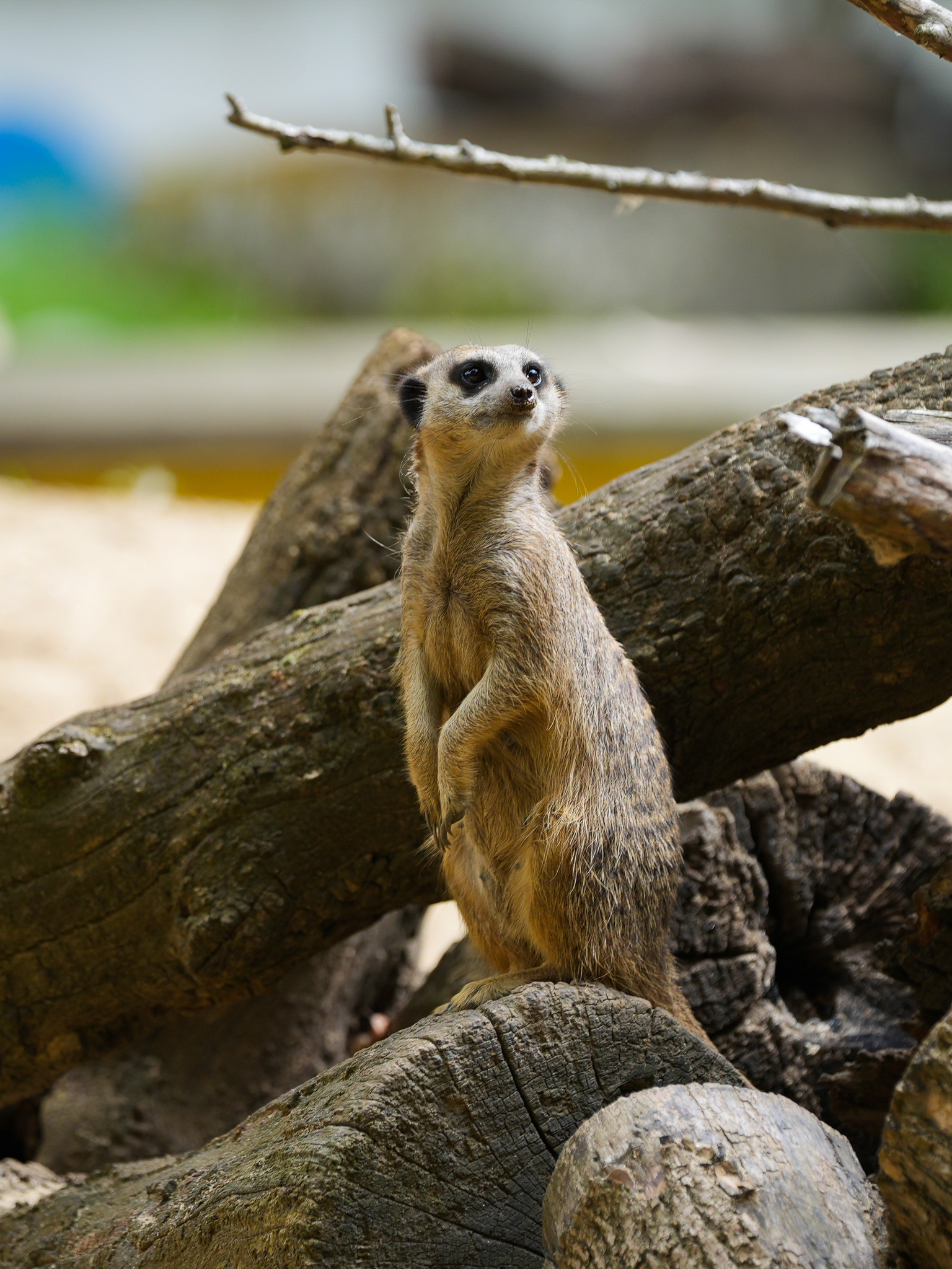 Meerkats keeper talk